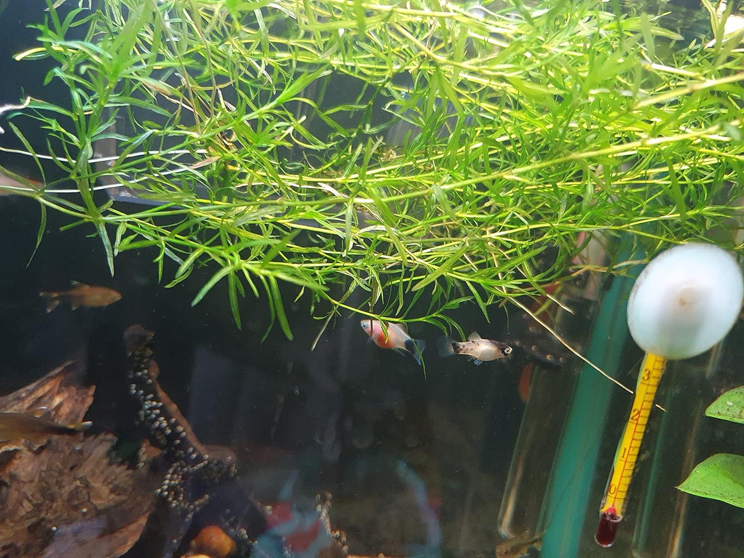 Guppy Grass Aquarium Live Plant Najas Guadalupensis | Buy Now with Express International ...