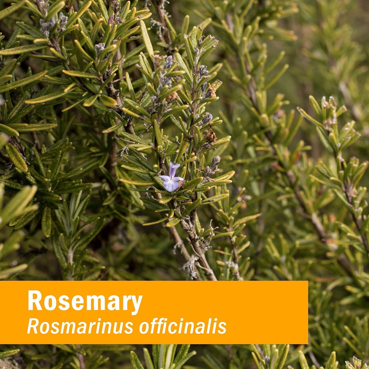 Herb Pharm Organic Rosemary Liquid Extract 1 Fl Oz - Certified & Pure ...