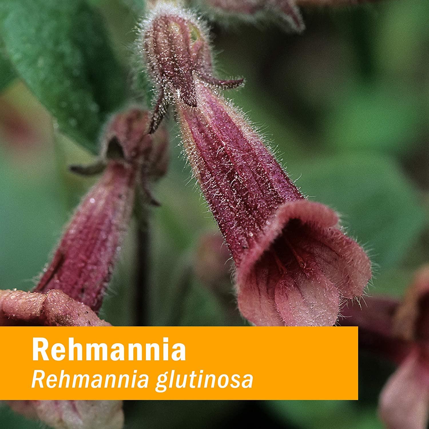 Herb Pharm Rehmannia Liquid Extract 1oz - Organic Herbal Supplement ...