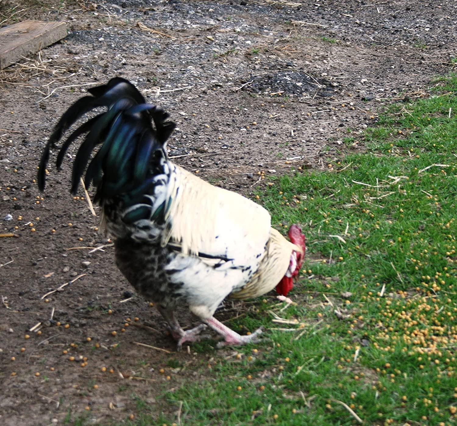 Farmers' Helper Cackleberry Nugget Treat 27 oz for Chickens, Turkeys ...