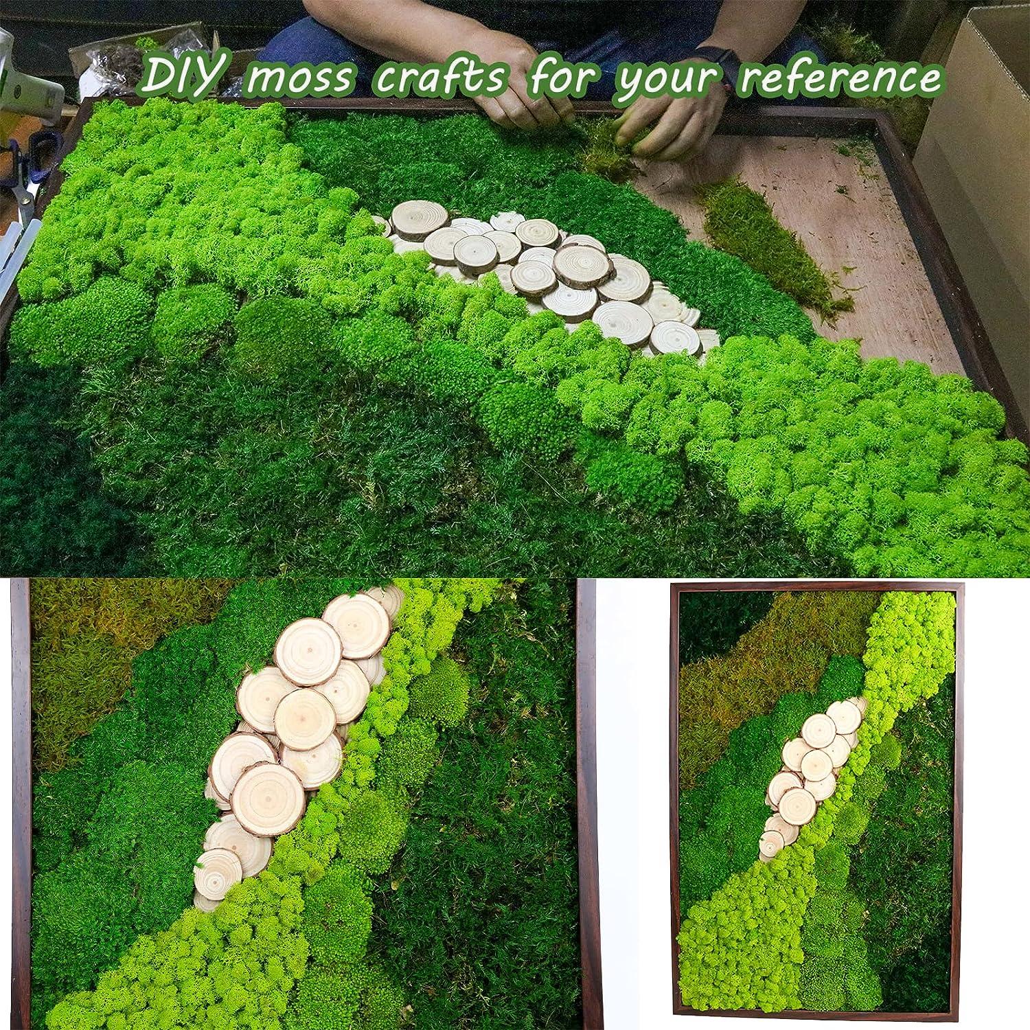 Preserved Moss Pole - 1.5 sq. Ft Decorative Moss for DIY Crafts and ...