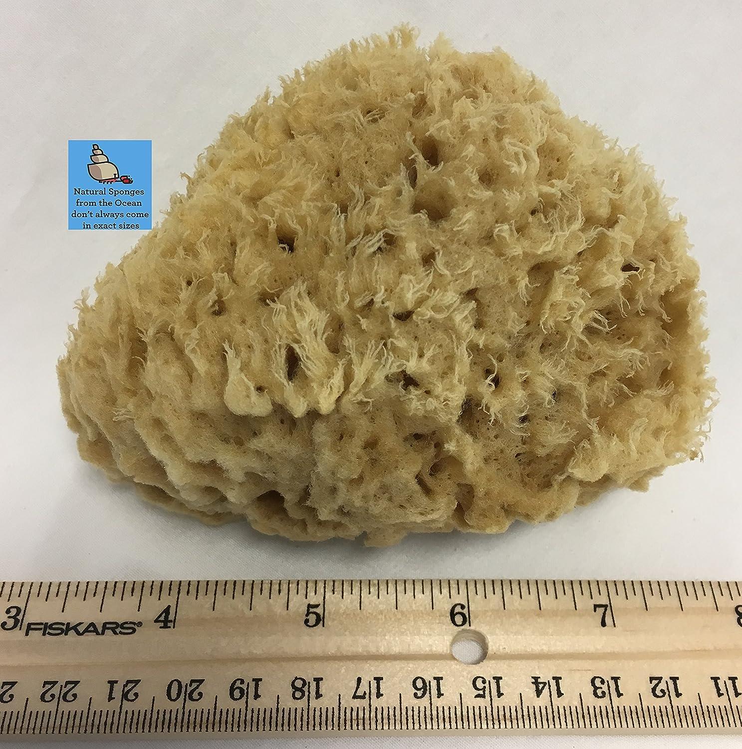 Natural Sea Wool Sponge 4-5 by Awesome Aquatics - Perfect for Bath and ...