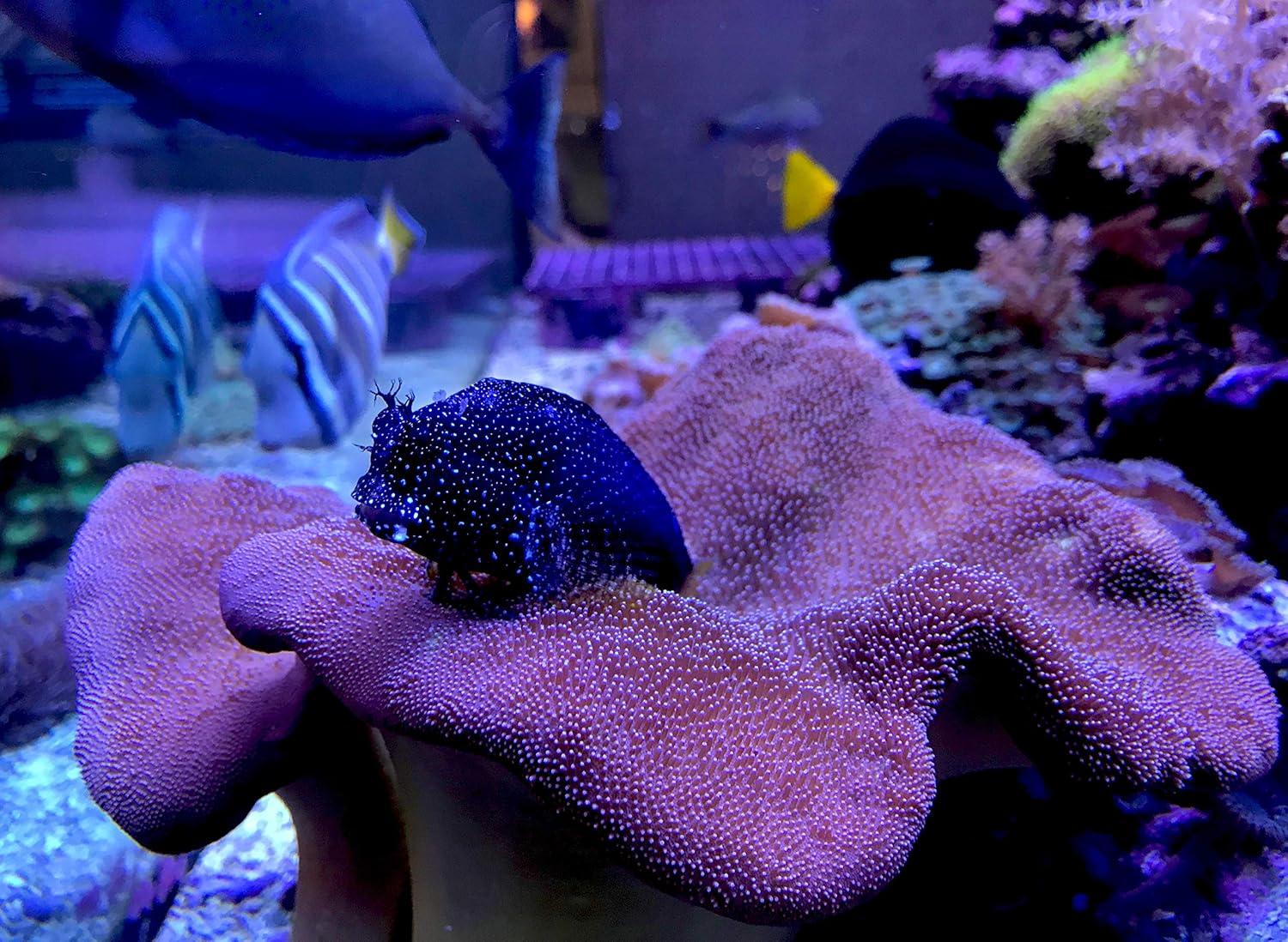 Seachem Reef Trace 500 ml | Buy Now with Express International Delivery ...