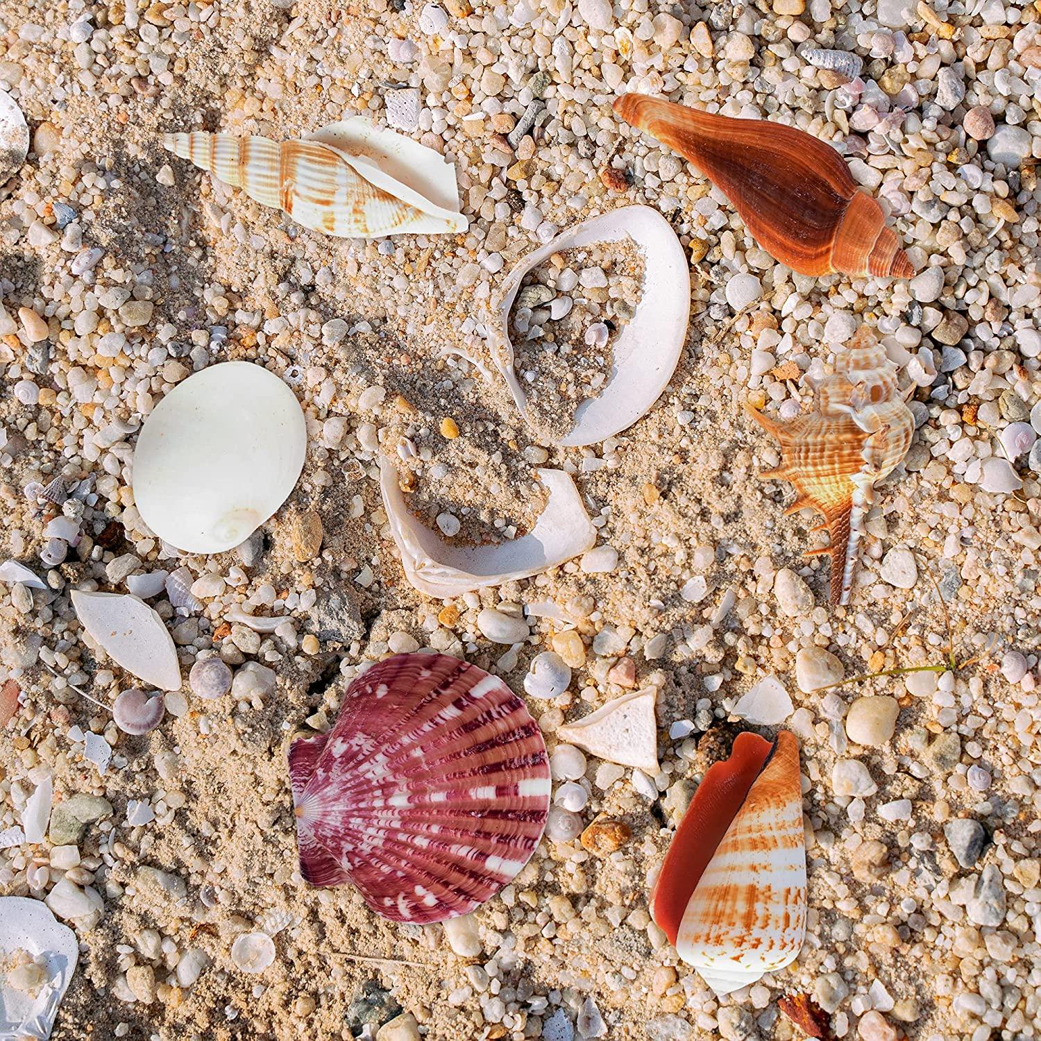 Beach Seashells Mix - Bag of Approx. 50 Seashells, Various Sizes up to ...