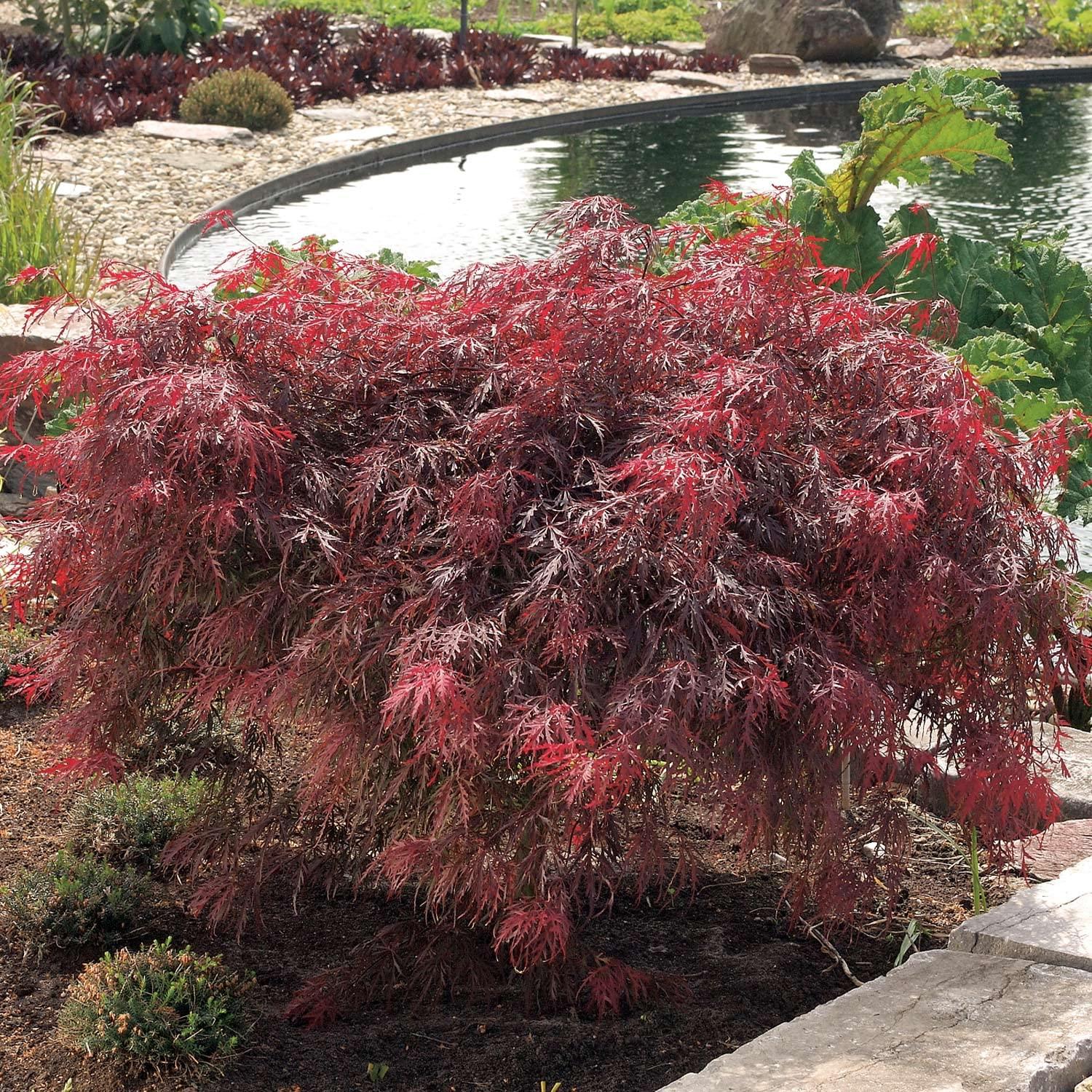 Dark Red Cut-Leaf Maple 'Dissectum Garnet' - Buy Online | International ...