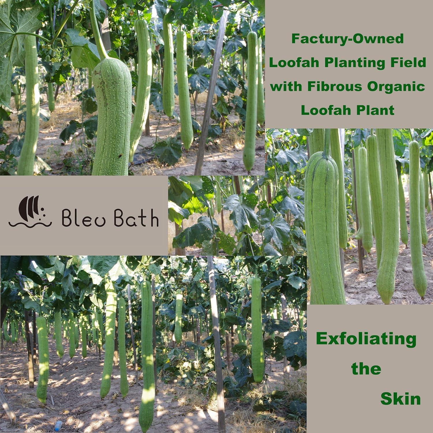Bleu Bath 2 Pack Exfoliating Loofah Back Brush - 100% Natural Organic ...