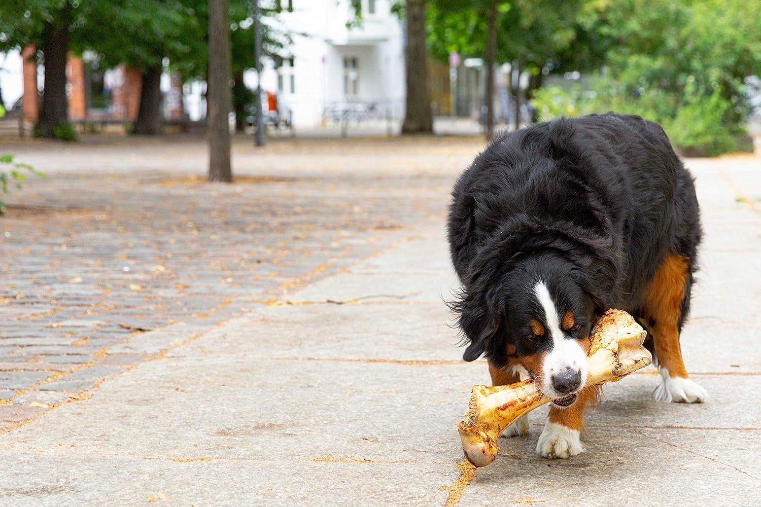 Buy Irish Premium Beef Chewing Bones for Dogs | Cereal-Free & Sensitive ...