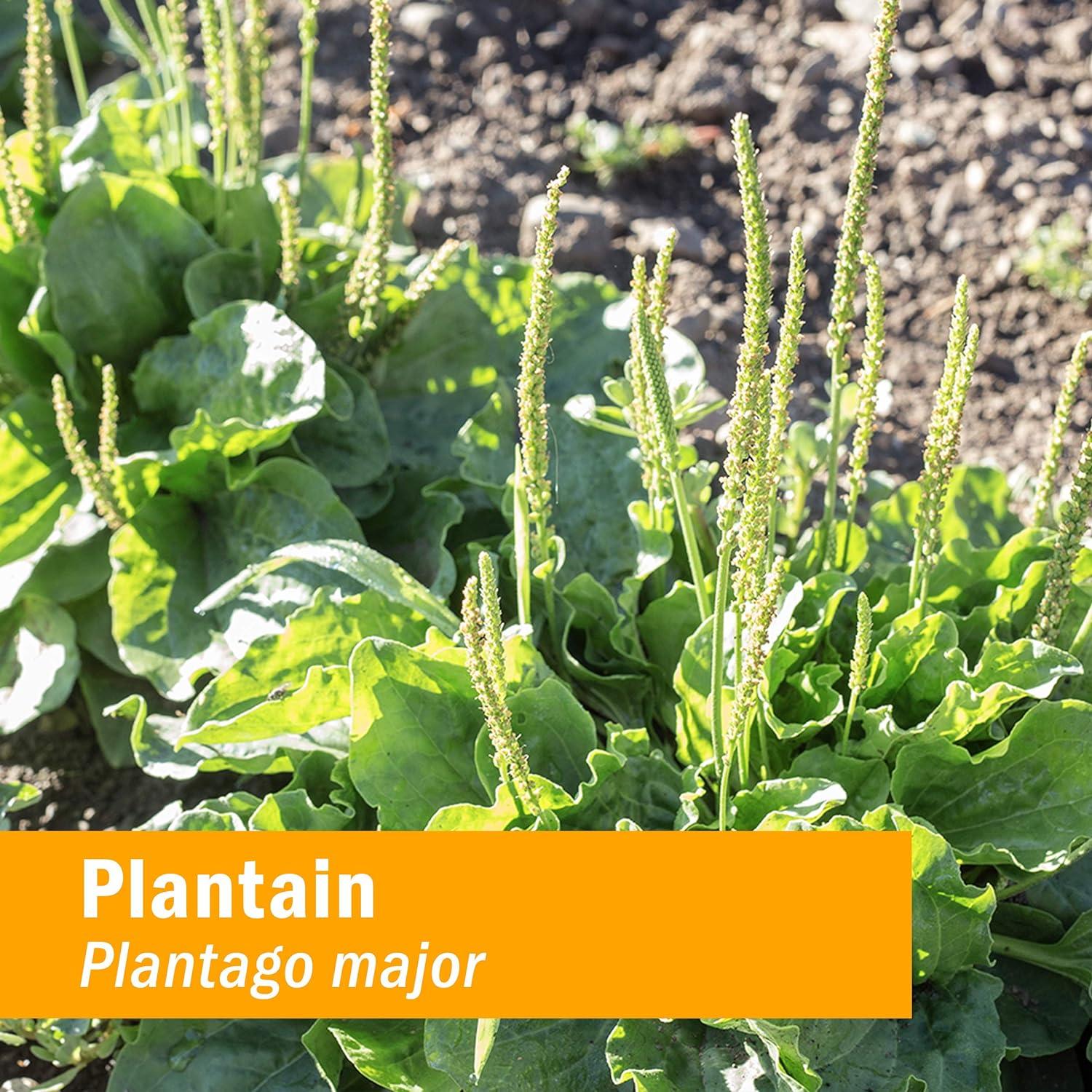 Herb Pharm Organic Plantain Liquid Extract - 4 oz | Cleansing ...