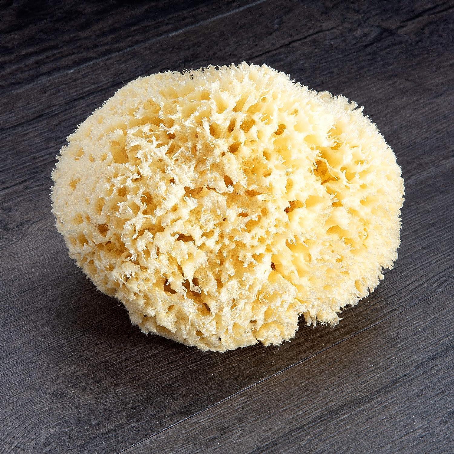 Neptune Natural Sea Wool Sponge - Large 5 Inch Honeycomb Sea Sponge ...