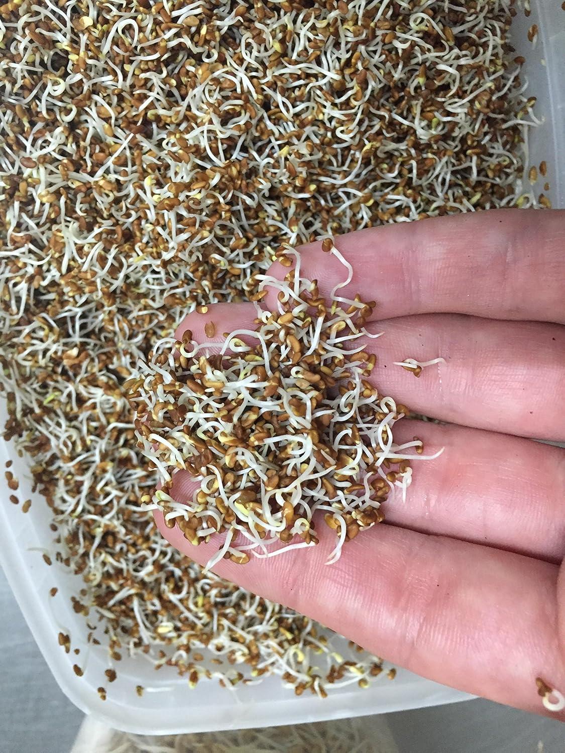 Buy Bio Alfalfa Lucerne Germ Seed - 1kg for Delicious Sprouts & Healthy ...