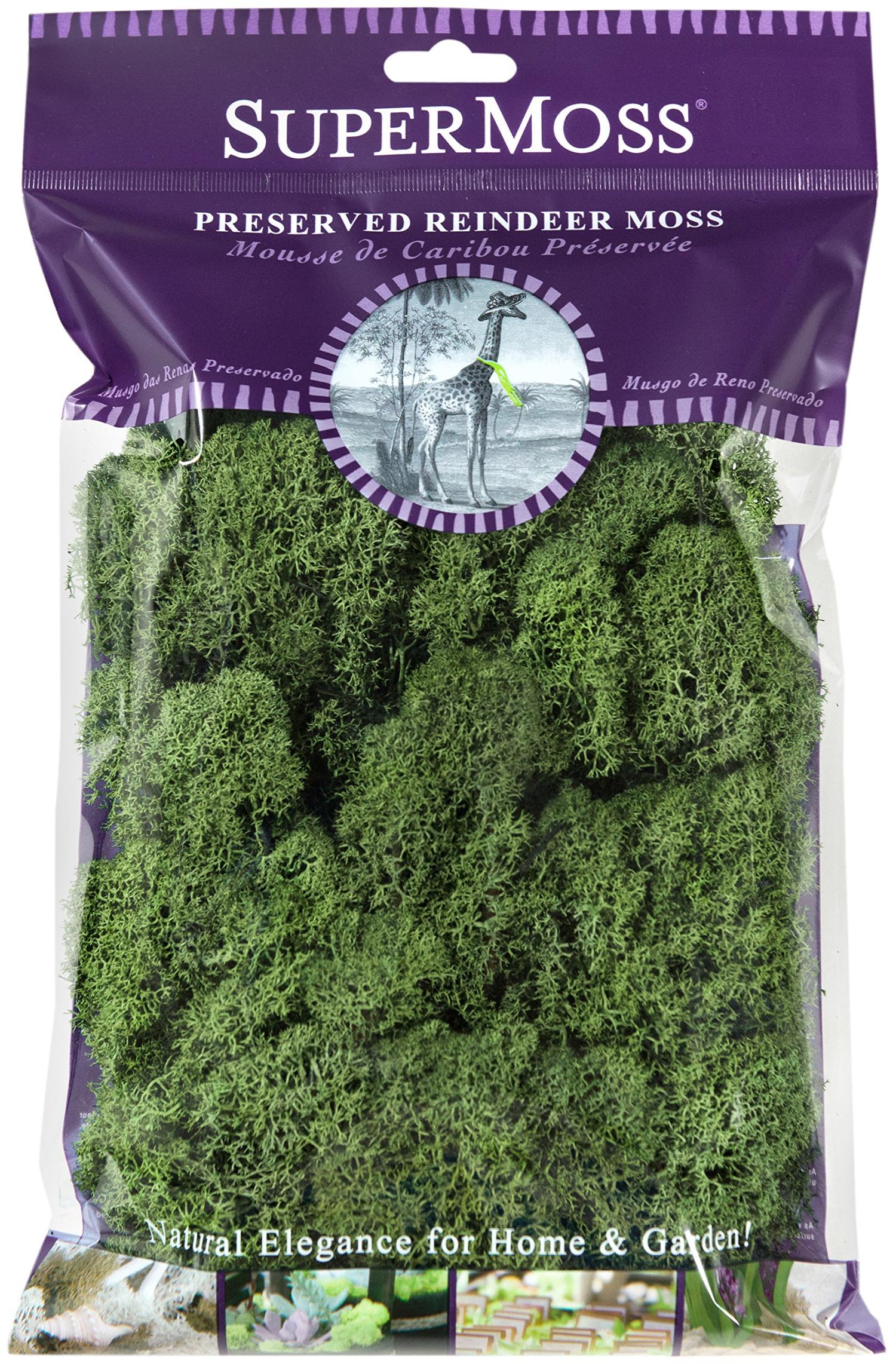 SuperMoss 23080 Reindeer Moss Preserved Basil 2oz - Natural Decorative ...