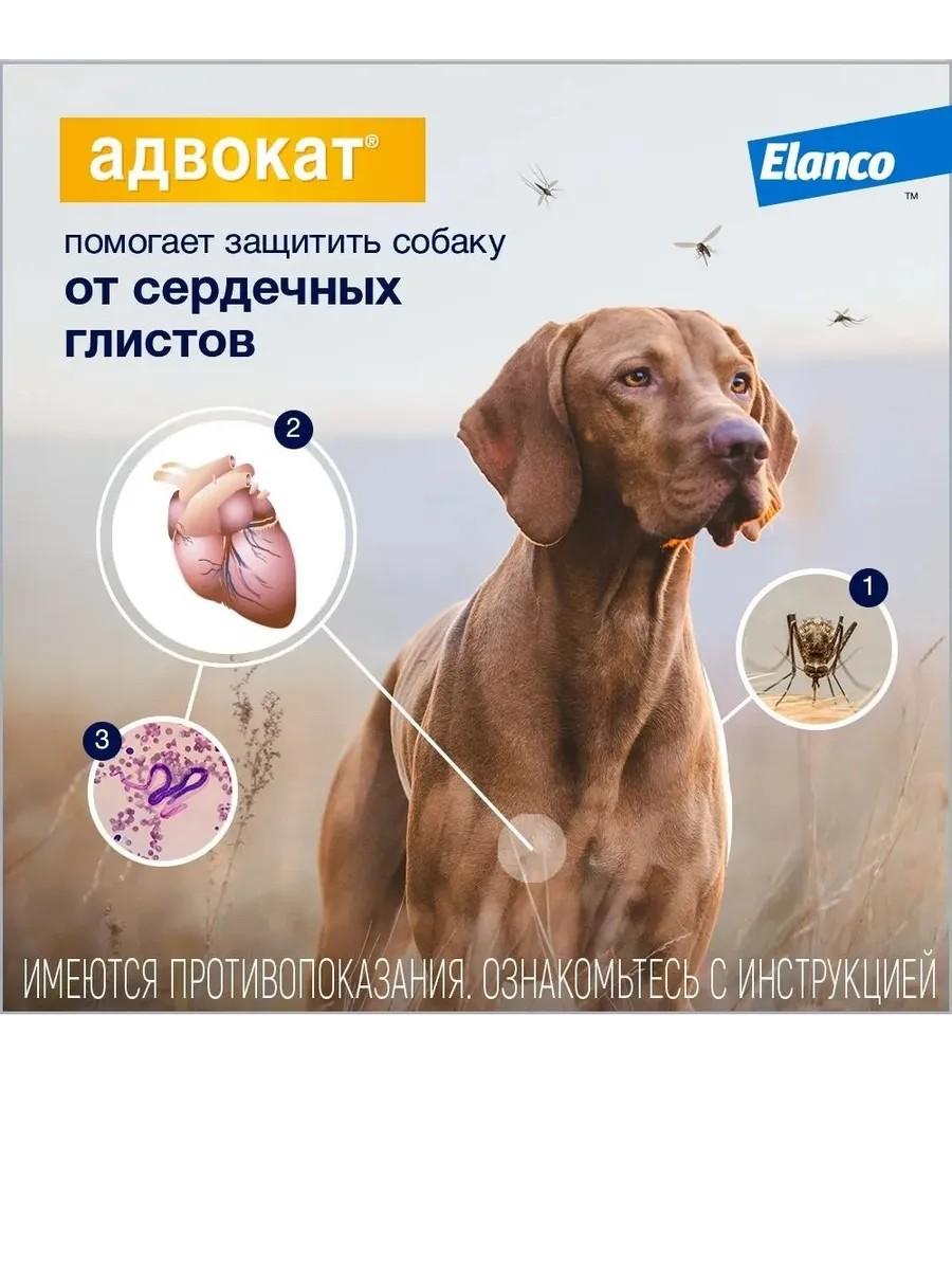 Bayer Antiparasitar for dogs of more than 25 kg of 3 -pipetics*4ml ...