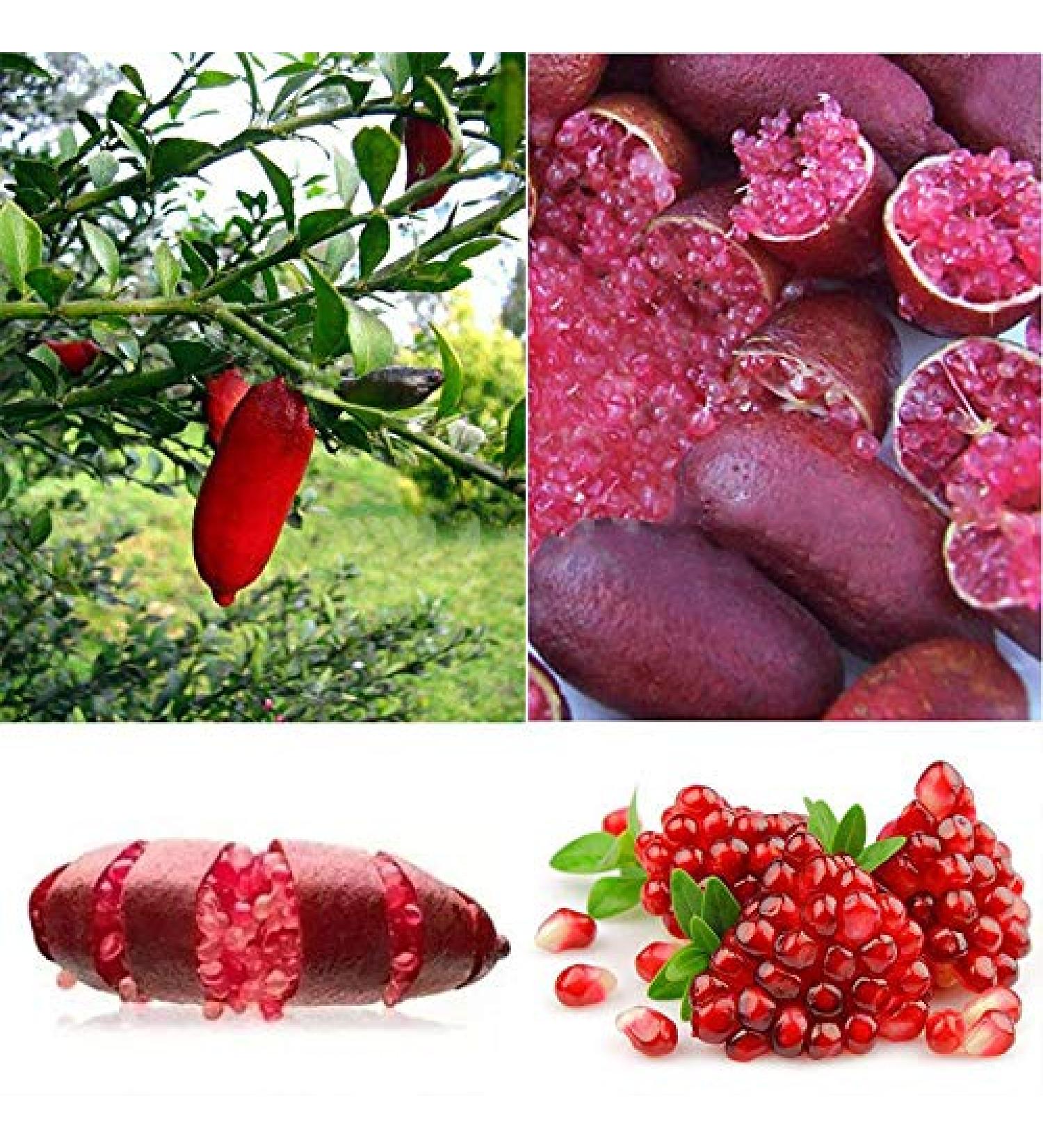 Portal Cool 83A0 E5D8 Marca 20Pcs Ice rosa semi Finger frutta Rossa ...